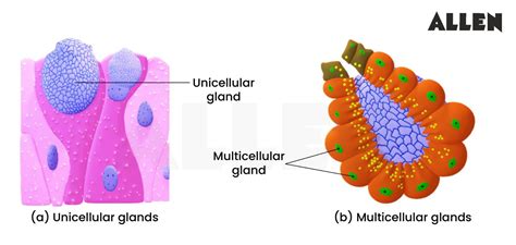 Epithelial Tissue Definition Classification Modifications
