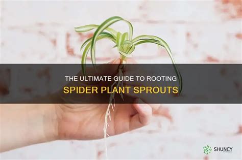 The Ultimate Guide To Rooting Spider Plant Sprouts Shuncy