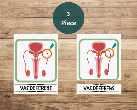Male Reproductive System Flashcards Male Human Anatomy Busy Book Flashcards Human Anatomy Body