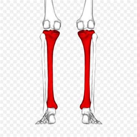 Tibia Human Skeleton Fibula Joint Bone Png 1024x1024px Tibia Ankle