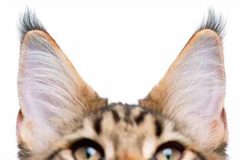 Cat Losing Hair On Ears Puainta®