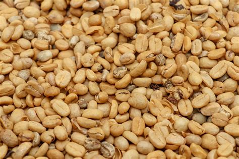 햇빛을 사용하여 코피 루왁 콩을 건조하게 만드는 과정 인도네시아 발리의 커피 공장에서 사향 커피 콩 건조의 자연적인 과정 커피