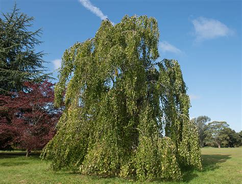 20 Best Types Of Weeping Tree Choices For Your Garden