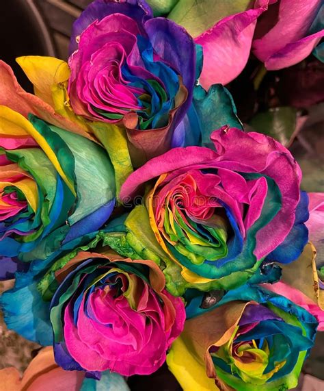 Vibrant Multicolored Roses For Valentines Day Stock Image Image Of