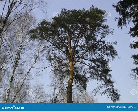 The Spreading Crown Of A Pine Tree Surrounded By Other Trees In The Forest Of Central Russia