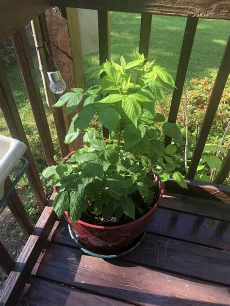 How To Propagate Raspberries Ultimate Guide