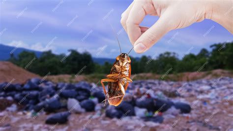 Premium Photo Hand Holding Cockroach On Big Garbage Pile Background