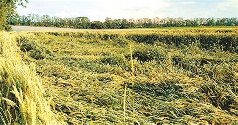 Горещото и сухо време ще ускори развитието на пролетниците Български