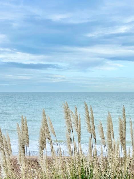 Premium Photo Pampus Grass On Eastbourne Seafront With Sea In The