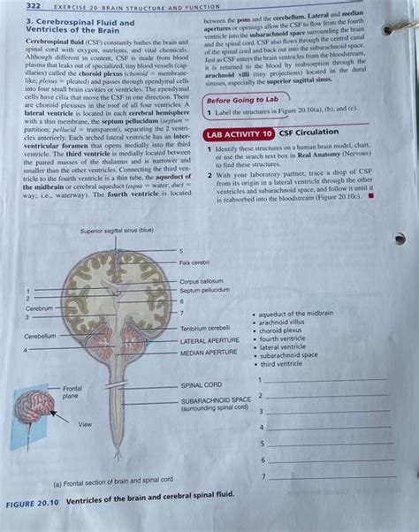 Solved Exercise Cranial Nerves Lab Activity Testing Chegg Com