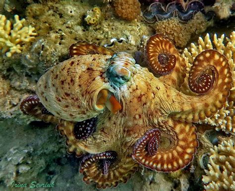 An Octopus Changing Color Find Out HOW And WHY OctoNation The