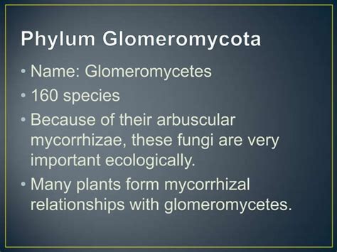 Groups And Phyla Of Fungi Pptx