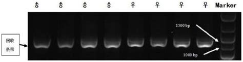 Method For Macrobrachium Rosenbergii Sex Identification On Basis Of Pcr