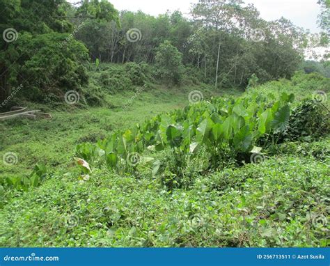 Wilderness Protected Forest Stock Image Image Of Garden Field 256713511