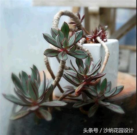 針對多肉上的介殼蟲早發現早治療 每日頭條
