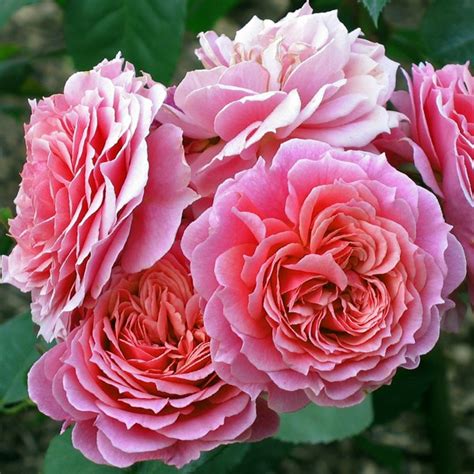 Роза Уильям Кристи Фото И Описание – Telegraph