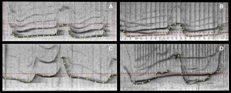 Spectrograms Of Signature Whistles During Urine Only Presentations