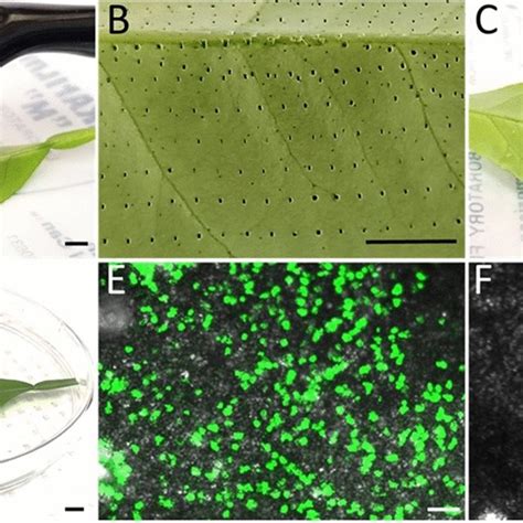 A Simple And Efficient Agroinfiltration Method For Transient Gene Expression In Citrus Request Pdf
