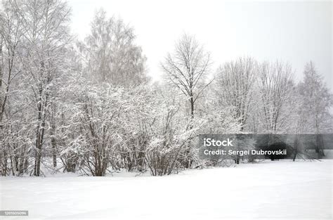 겨울 흰 숲 풍경 눈과 Hoarfrost로 덮여 나무 흐린 회색 하늘 0명에 대한 스톡 사진 및 기타 이미지 0명 겨울