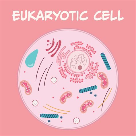 Premium Vector Eukaryotic Cell Vector Illustration