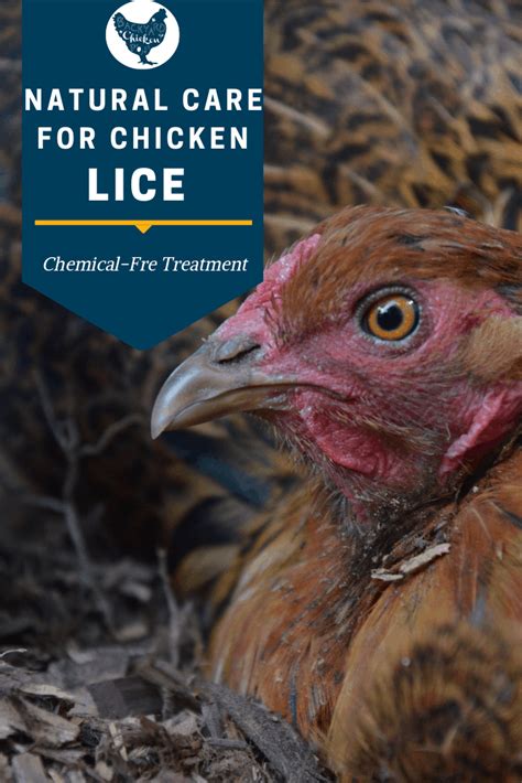 Natural Chicken Lice Treatment