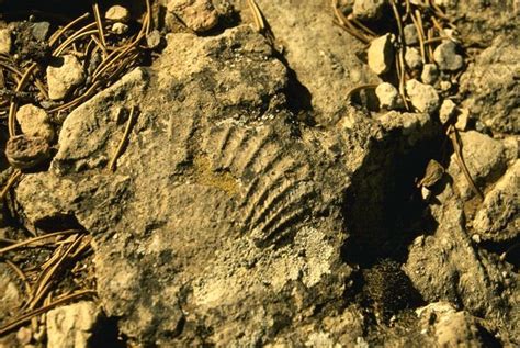 The Highest Stratum At The Grand Canyon Is The Kaibab Limestone Among The Marine Fossils Found