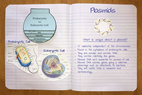 Plasmid Problem Solving