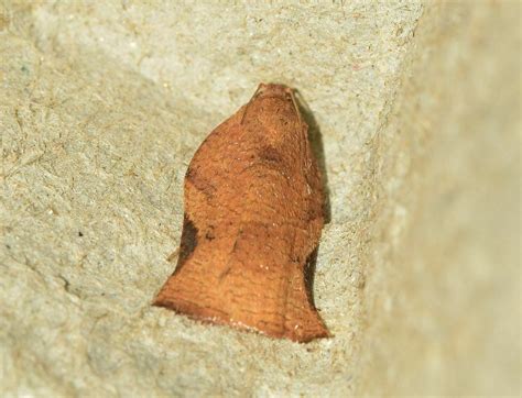 Archips Micaceana From Nam Chung Valley Hong Kong On December 10 2023