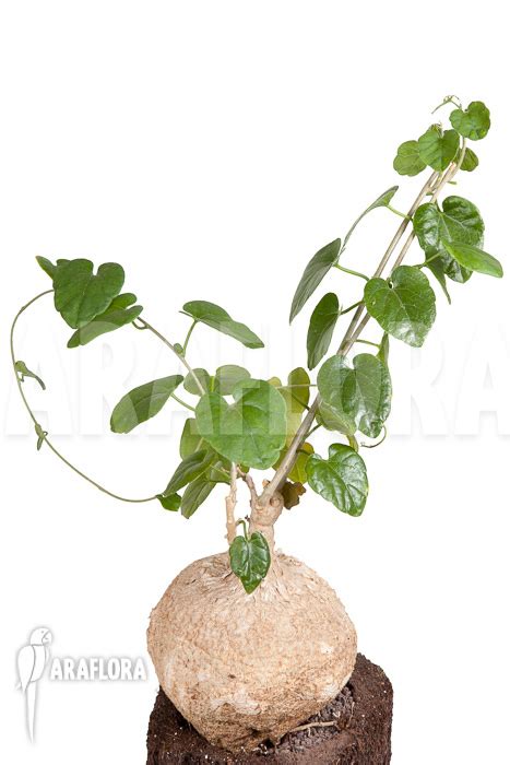 Araflora Exotic Flora And More Pyrenacantha Malvifolia L