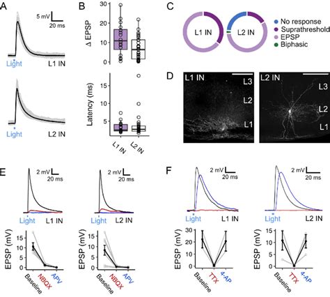 Activation Of Fan Cell Inputs To Medial Entorhinal Cortex Evokes