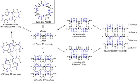 Potential Supramolecular Structures Of Cyclic Dl Octapeptides L‐amino