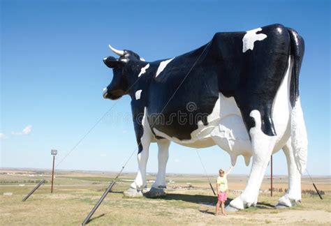 World Largest Cow From North Dakota Stock Image Image Of Largest