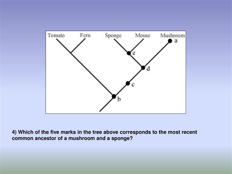 ppt phylogenetic inference using molecular sequence data powerpoint