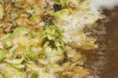 꽃잎과 Homet 맥주의 표면에 홉의 단점 닫습니다 과정에서 곡물 보 리 창백한 맥 아에서 양조 하는 크 래 프 트 맥주 맥주 또는 필스너 몰 트에서 라 거입니다 Ale에