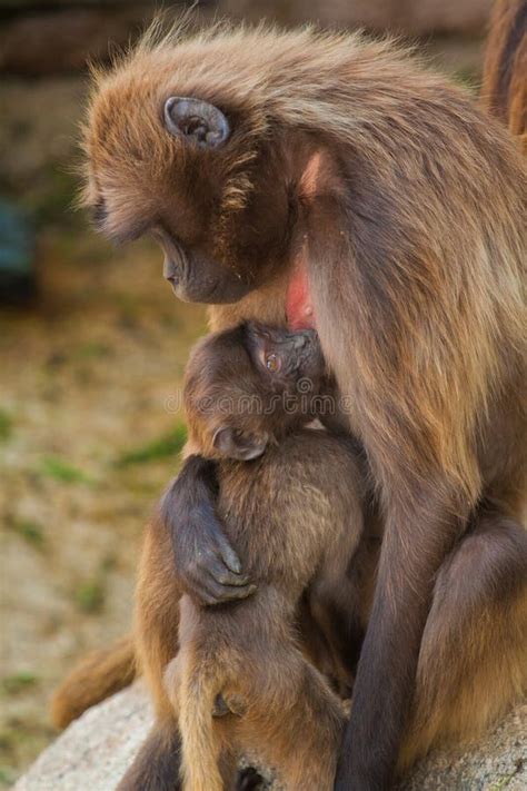 Babbuino Di Gelada Fotografia Stock Immagine Di Natura 16540080