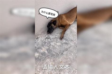 狗狗：为什么连主人都不理解我？狗狗主人