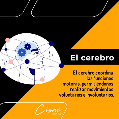 Cisne México El Cerebro Es El Responsable De Procesar Facebook