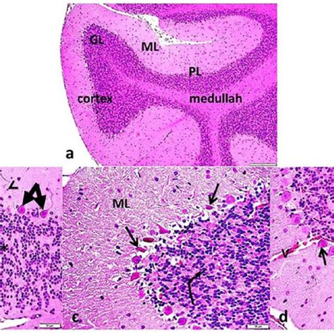 Photomicrographs Of Sections In The Mpfc Of Adult Rat A C Specimens Download Scientific
