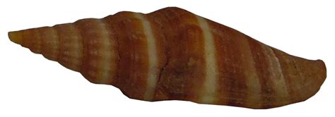 Vexillum Subdivisum ┼ Costellariidae ┼ 60mm 1