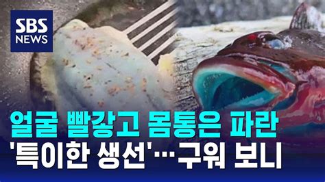 얼굴 빨갛고 몸통은 파란 특이한 생선구워 보니 Sbs 오클릭 Youtube