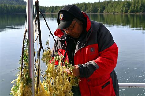 One Of The Last Herring Roe Harvests On The Coast The Tyee
