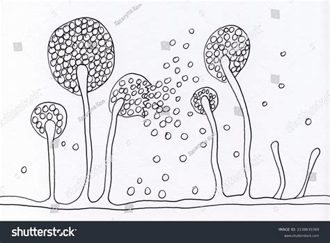 Structure Mucor Mold Black Fungus Yellow Stock Illustration 2138635369