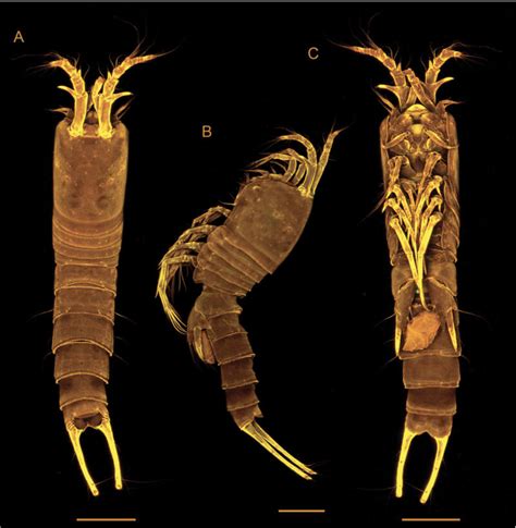 New Copepod Species From A Cave In Bermuda Bios