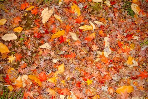 日本は紅葉が世界一美しい？海外からも多くの観光客が訪れる「日本の紅葉」の秘密を解説 紅葉info