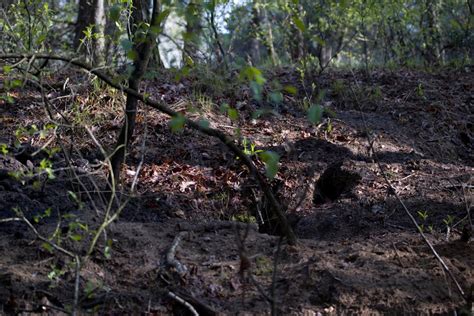 Dassen Graven Onverminderd Door Onder Spoor Nu Tussen Utrecht En Ede