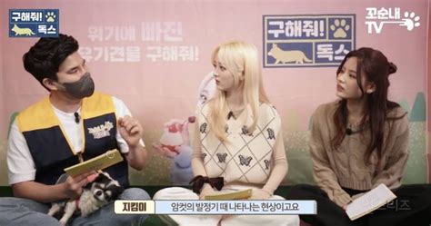 암컷 강아지 상상 임신 증상 인스티즈 Instiz 인티포털 카테고리