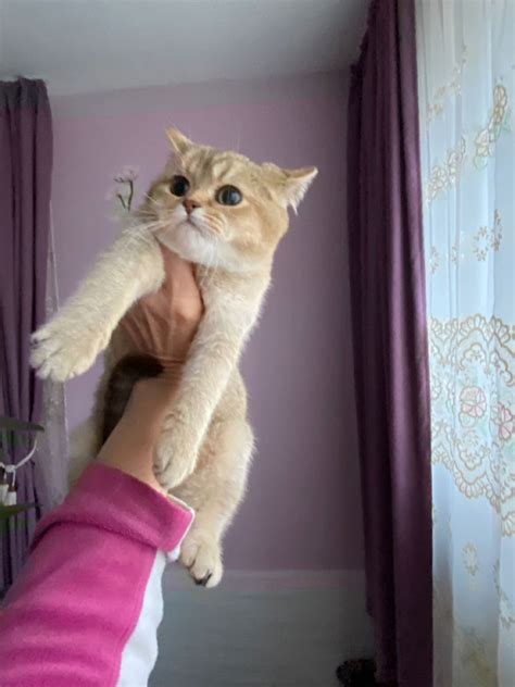 Золотая Шиншила котик