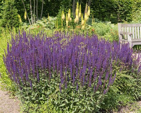 Salvia Nemorosa Caradonna Bare Roots — Buy Balkan Clary Online At