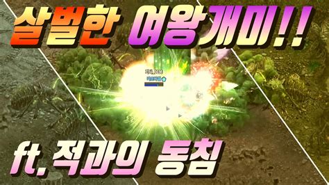 [리니지 폭군] 기사방에 기사가없다 적과 함께잡는 여왕개미 포스스턴 기사 전투 No 1 리니지 리마스터 Lineage