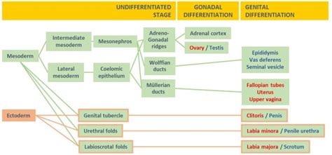 Male Hypogonadism And Disorders Of Sex Development Pmc
